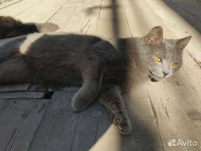Кошки бесплатно