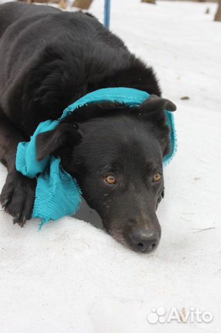 Кит-чудесный, спокойный, добрый ищет дом