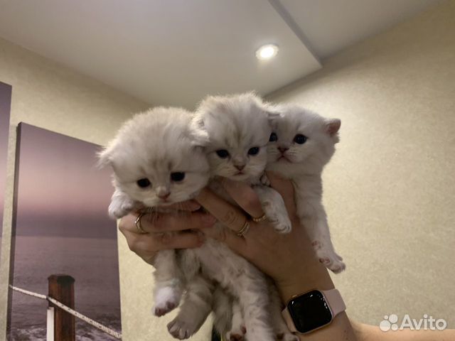 Шотланская кошка
