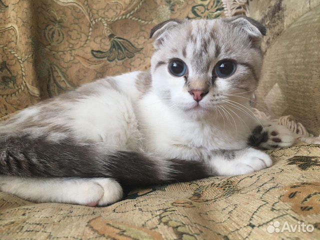 Шотландская вислоухая