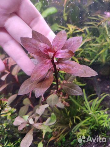 Набор растений+креветки