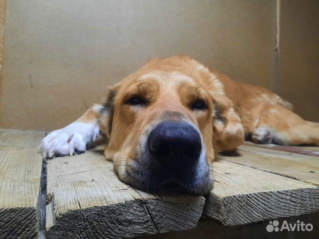 Большая собака как плюшевый мишка