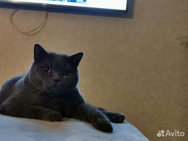 Кот британский