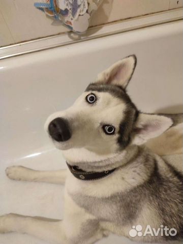 Ищем дом для Луны