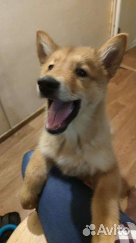 Карело финская лайка