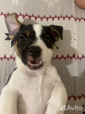 Джек Рассел терьер