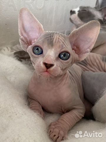 Канадский сфинкс котята