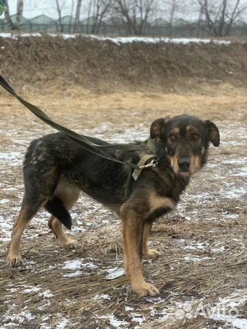 Добрый пёс Терри в добрые руки