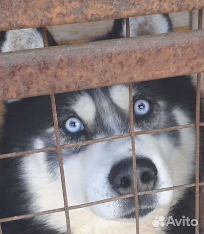 Взрослые хаски