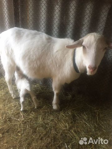 Коза на мясо молодая первый окот