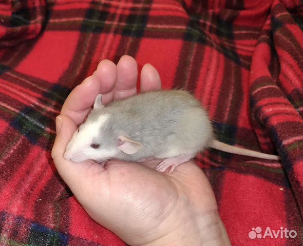 Голубые крысята