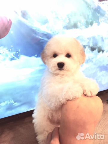 Радость в ваш дом. Мальчик одуванчик