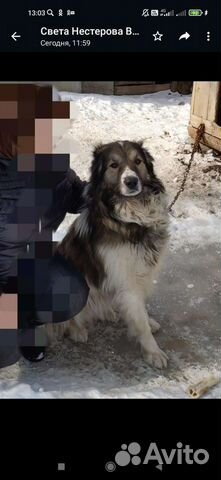 Метис алабая в дар