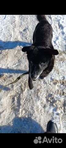 Пёсику нужен дом,он не выживет на улице