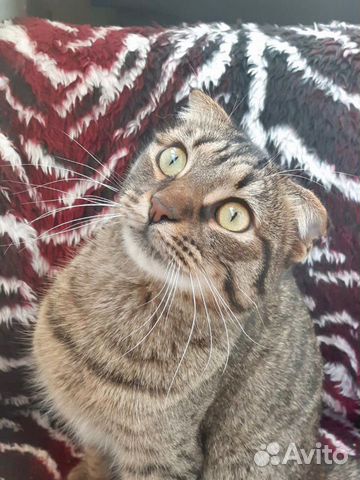 Шотландский котик из махачкалы ищет хозяина