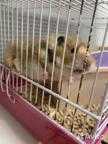 Хомяк в дар )