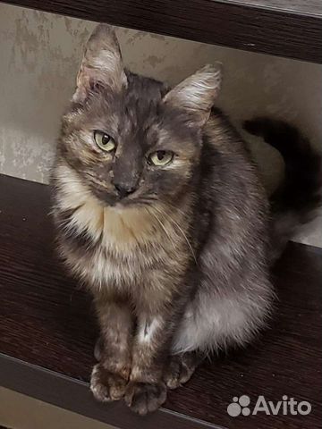 Кошка и котята в дар