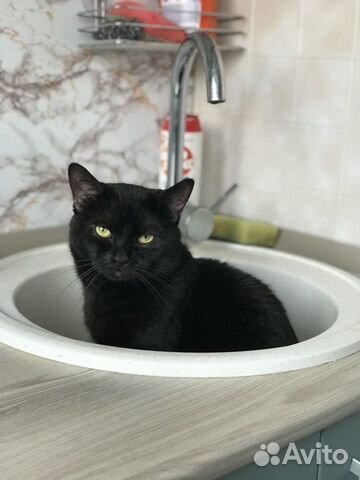 Кот британец в дар