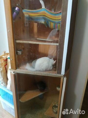 Витрина с парой шиншилл