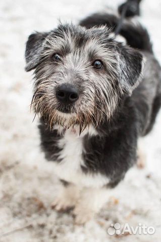 Щенок Джемма в добрые руки