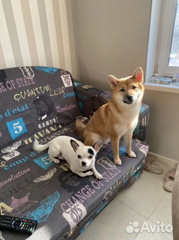 Щенок Сиба ину (девочка)