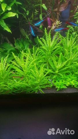 Аквариумные растения прополка