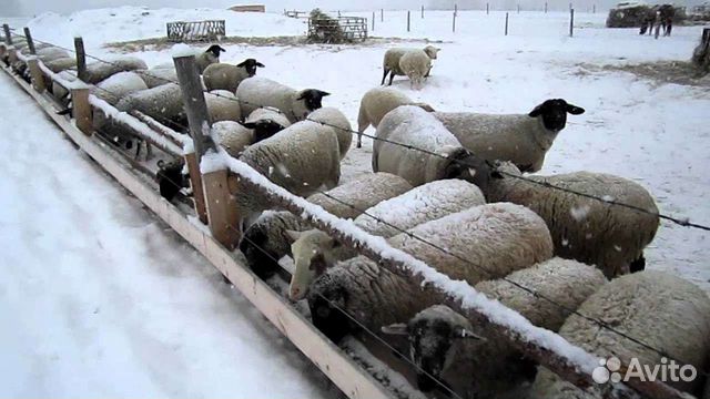 Овцы ягнята 550 голов,Эдельбай