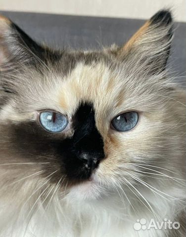 Сиамская Кошка