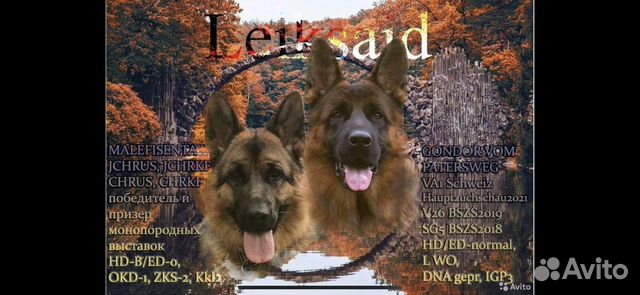 Щенки немецкой овчарки рабочего разведения
