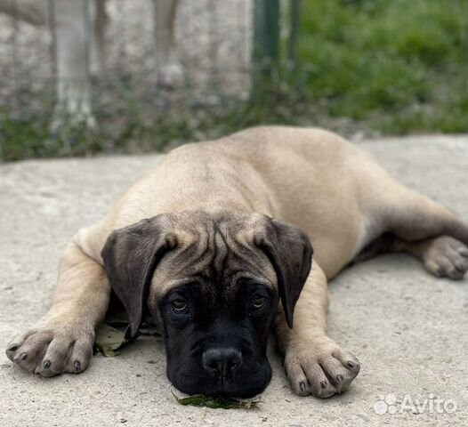 Бульмастиф мальчик