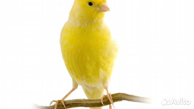 Кенара и канарейки