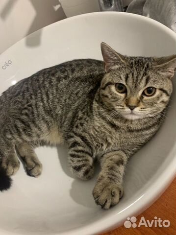 Котенок британец