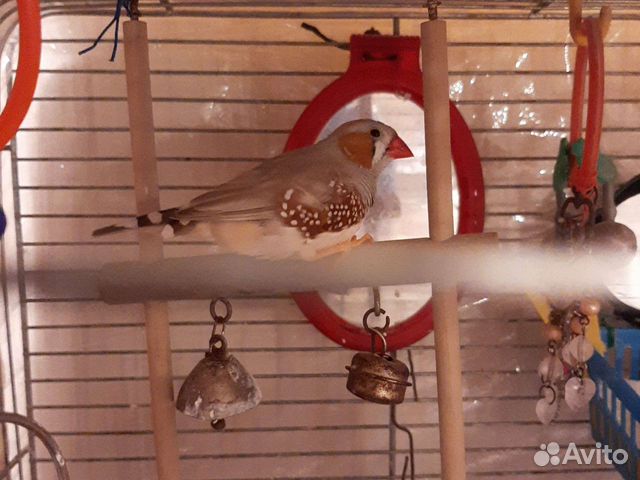 Амадинка зебровая