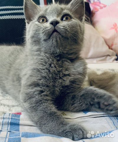 Британские котята короткошерстные