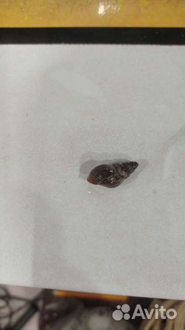 Улиточки аквариумные