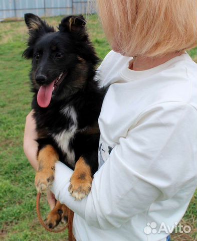 Маленькая собачка в дороге сутки