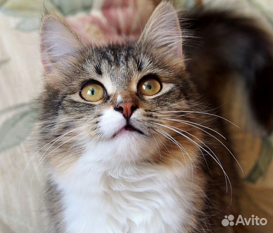 Котёнок-рысёнок в добрые руки