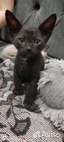 Котята сфинкса