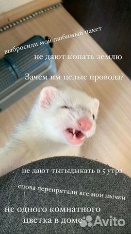 Фотопрогулка с хорьком