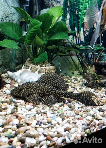 Сом птеригоплихт