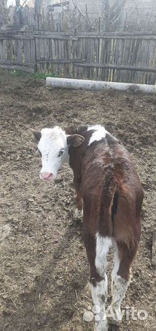 Телята бычки