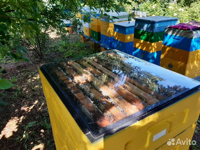 Продам пчелосемьи