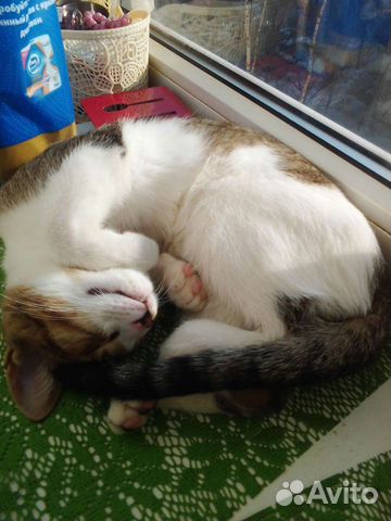 Кот