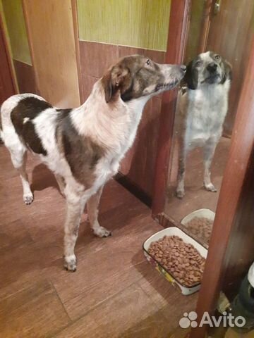 Щенуля ищет родителей