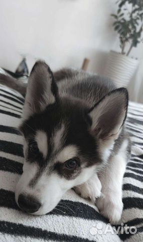 Щенок Хаски