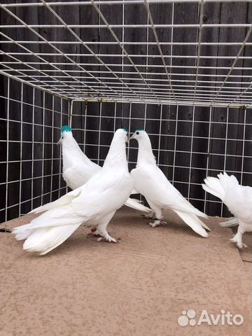 Бакинские Широкохвостые