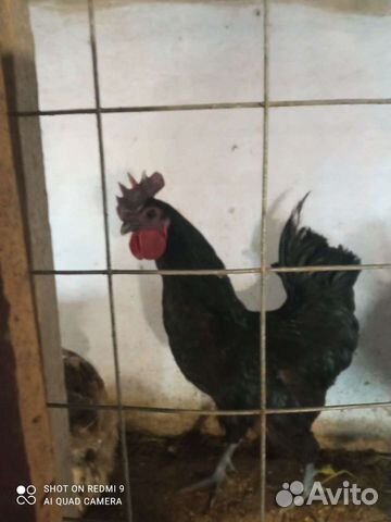 Петух Ухейилюй