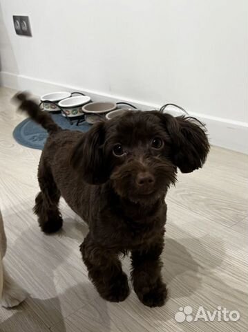 Мальтеза с той-пуделем 2 шт