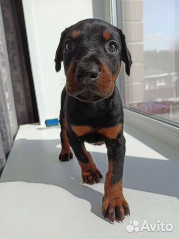 Щенок добермана от чистокровных родителей