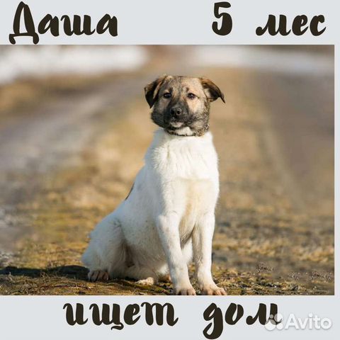 Щенулька ищет дом